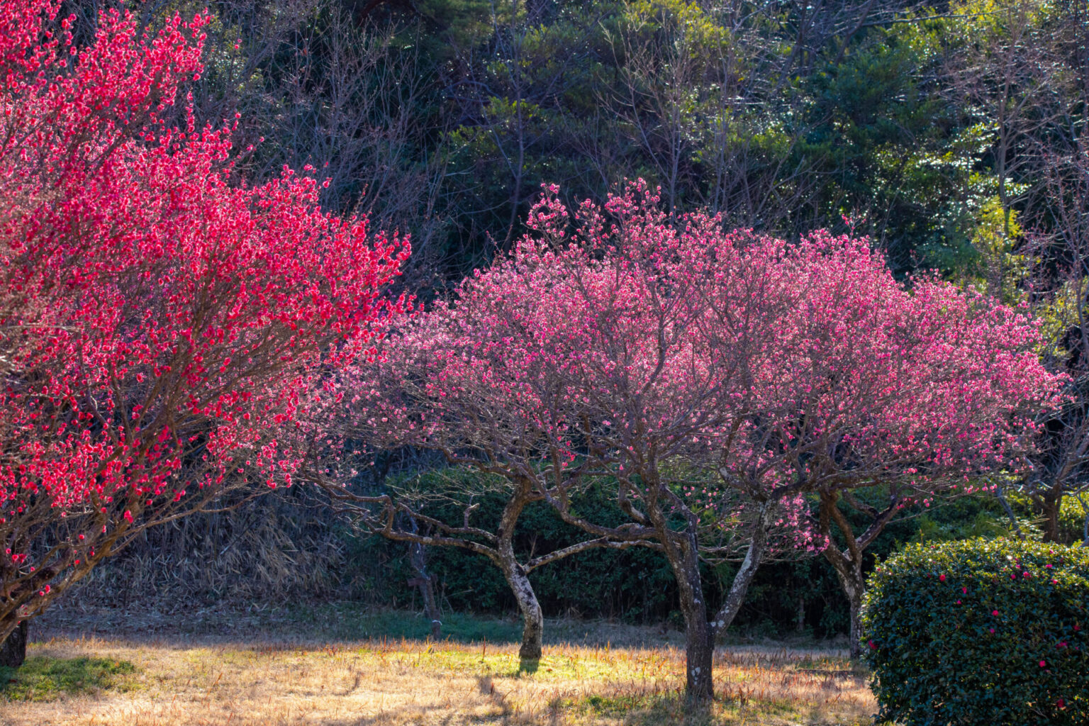 【2025年】愛知の梅まつり・梅の名所特集！梅の開花時期や見頃も紹介 | tabemaro（たべまろ）