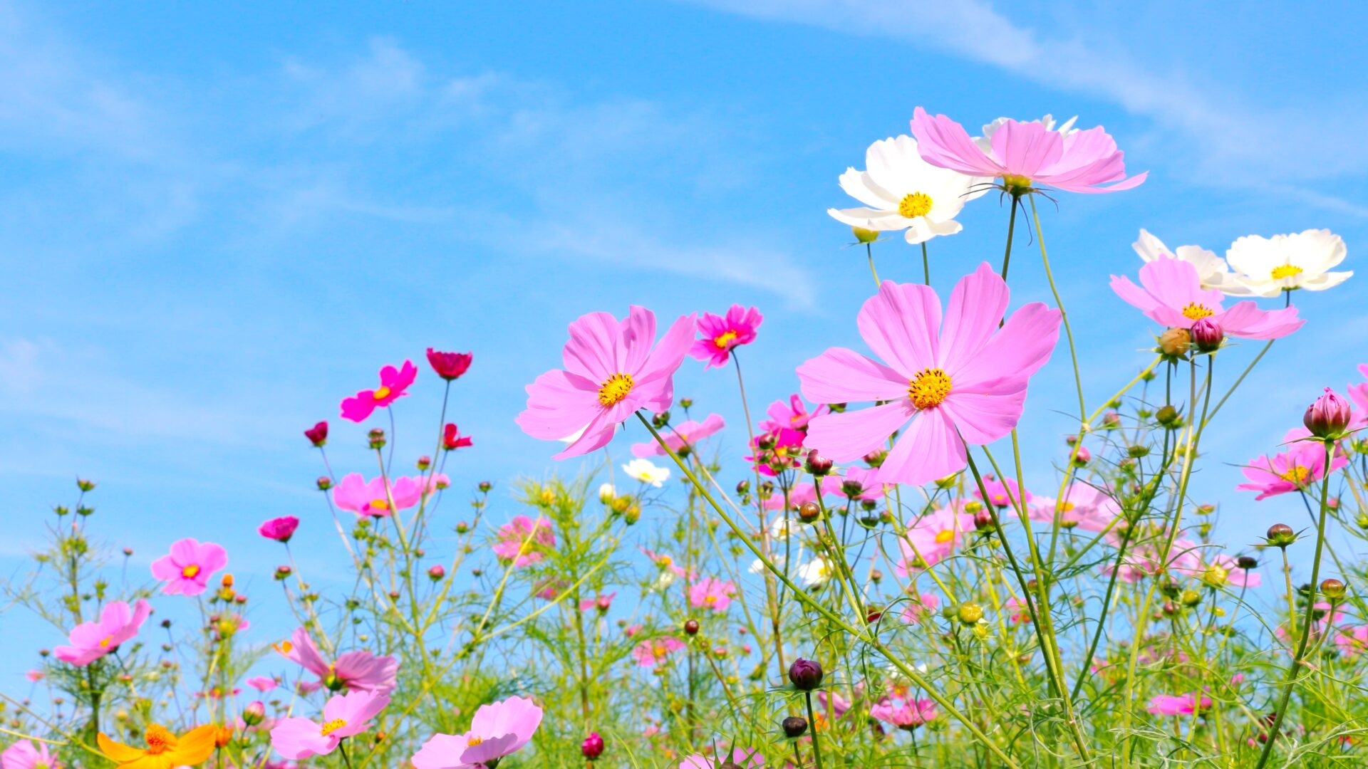 【秋編】愛知・名古屋の花畑！おすすめの名所8選 | tabemaro（たべまろ）