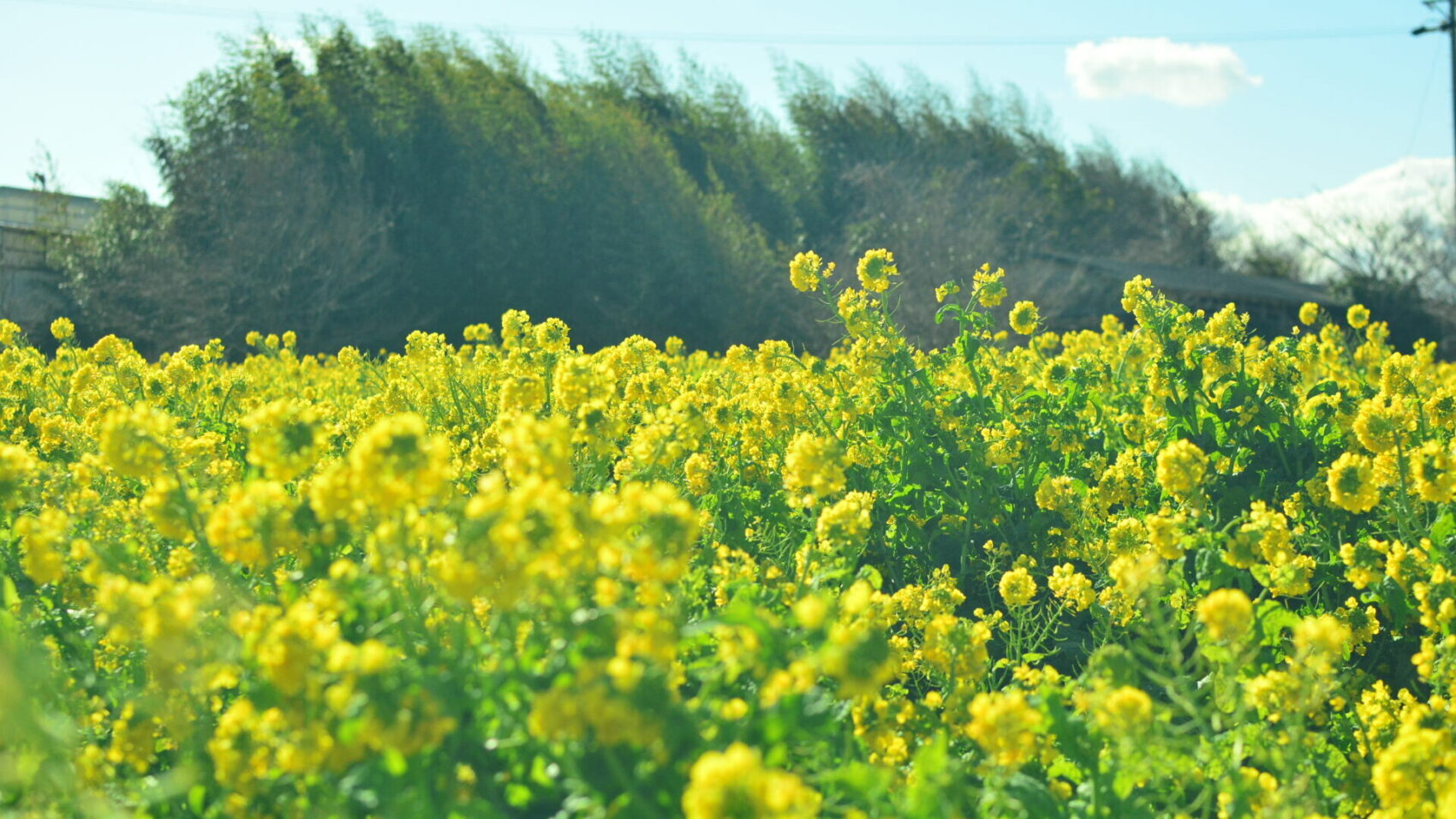 【田原市】渥美半島菜の花まつり2026 見どころやアクセス・見頃を徹底紹介！ | tabemaro（たべまろ）