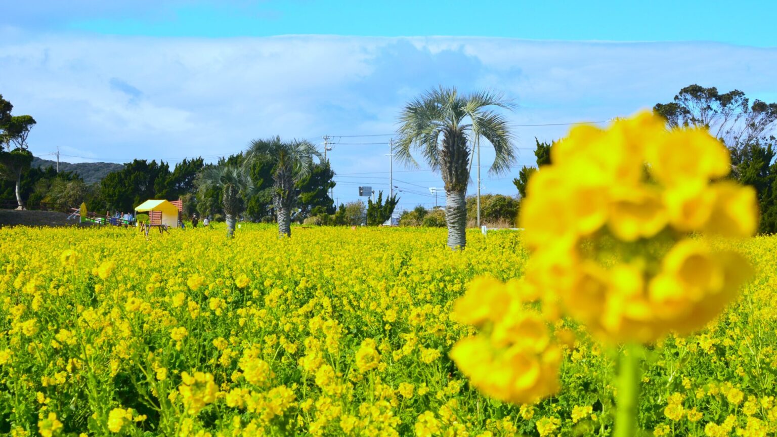 【田原市】渥美半島菜の花まつり2026 見どころやアクセス・見頃を徹底紹介！ | tabemaro（たべまろ）