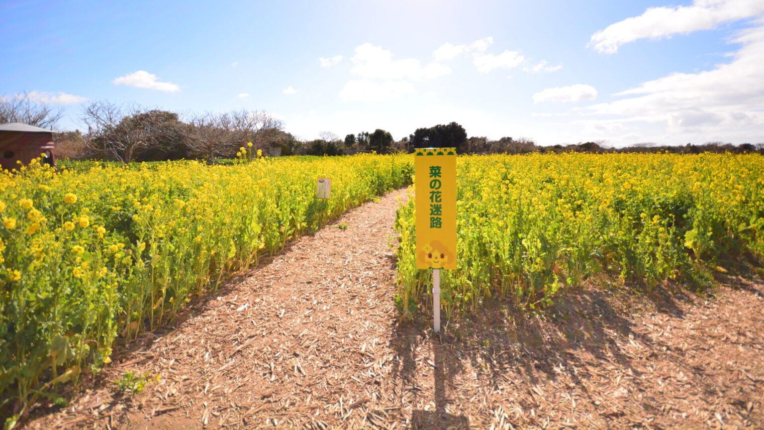 【田原市】渥美半島菜の花まつり2026 見どころやアクセス・見頃を徹底紹介！ | tabemaro（たべまろ）