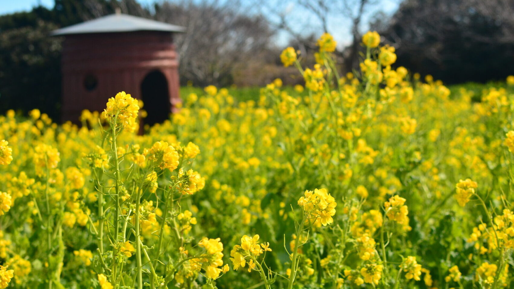 【田原市】渥美半島菜の花まつり2026 見どころやアクセス・見頃を徹底紹介！ | tabemaro（たべまろ）