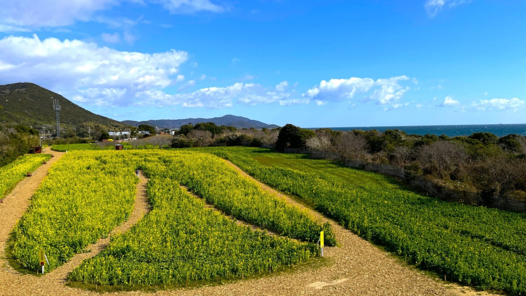 【田原市】渥美半島菜の花まつり2026 見どころやアクセス・見頃を徹底紹介！ | tabemaro（たべまろ）