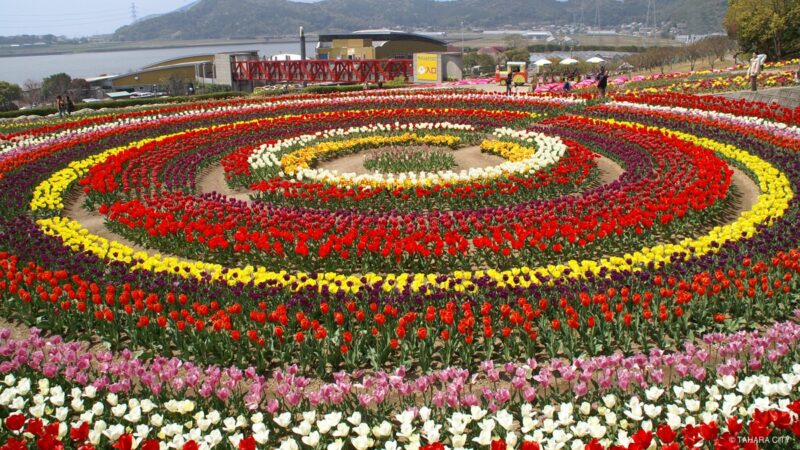 【春編】愛知・名古屋の花畑13選！菜の花や芝桜を楽しもう | tabemaro（たべまろ）