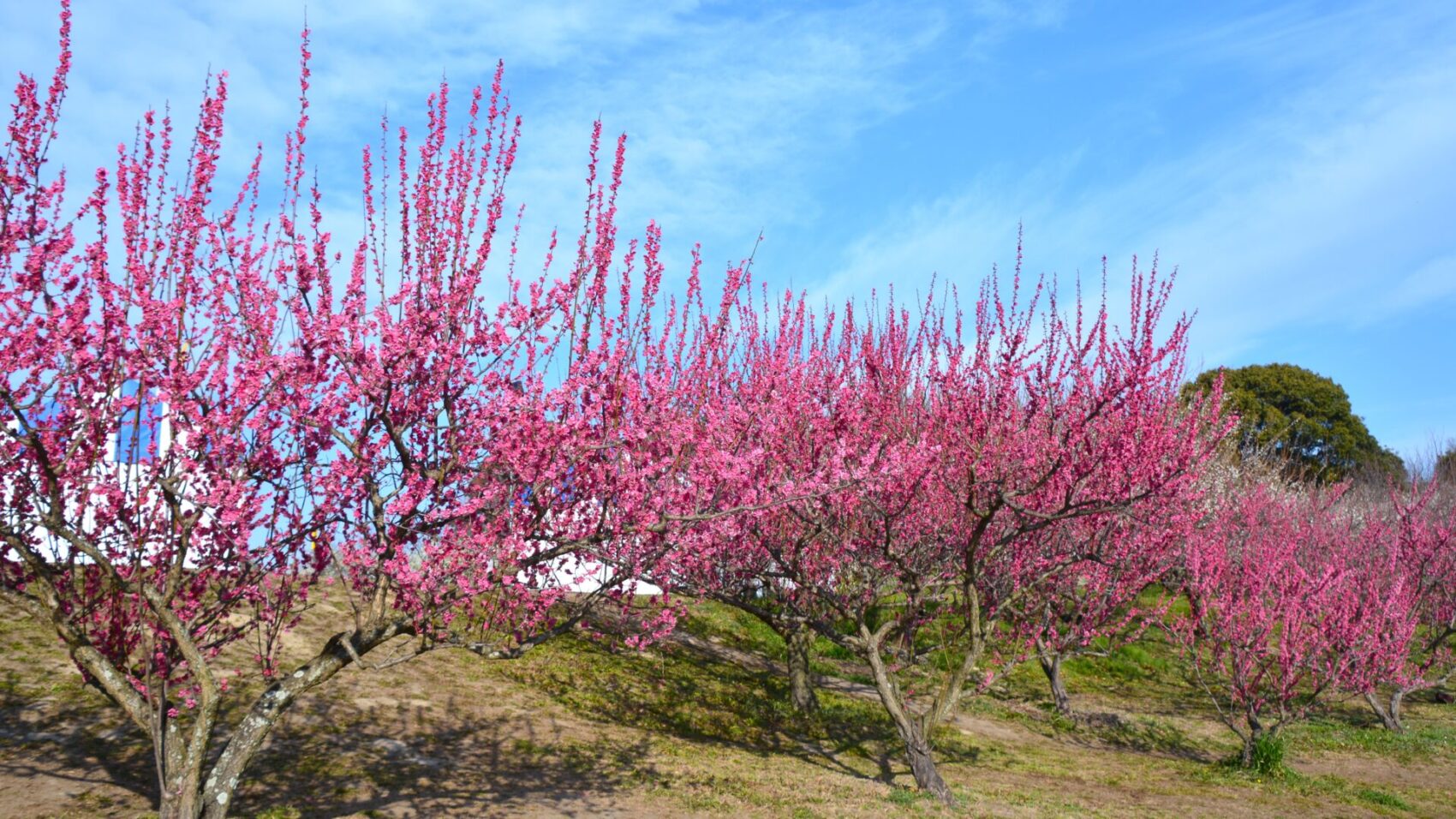 【2024年2月】愛知県・名古屋市のイベントカレンダー・行事一覧！ | tabemaro（たべまろ）