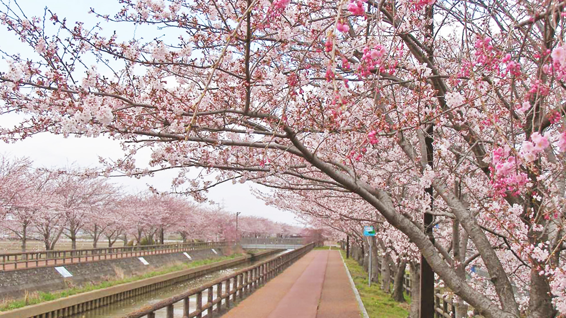 【愛知県】桜の名所・お花見スポット45選！2024年最新情報と開花予想もお知らせ | tabemaro（たべまろ）