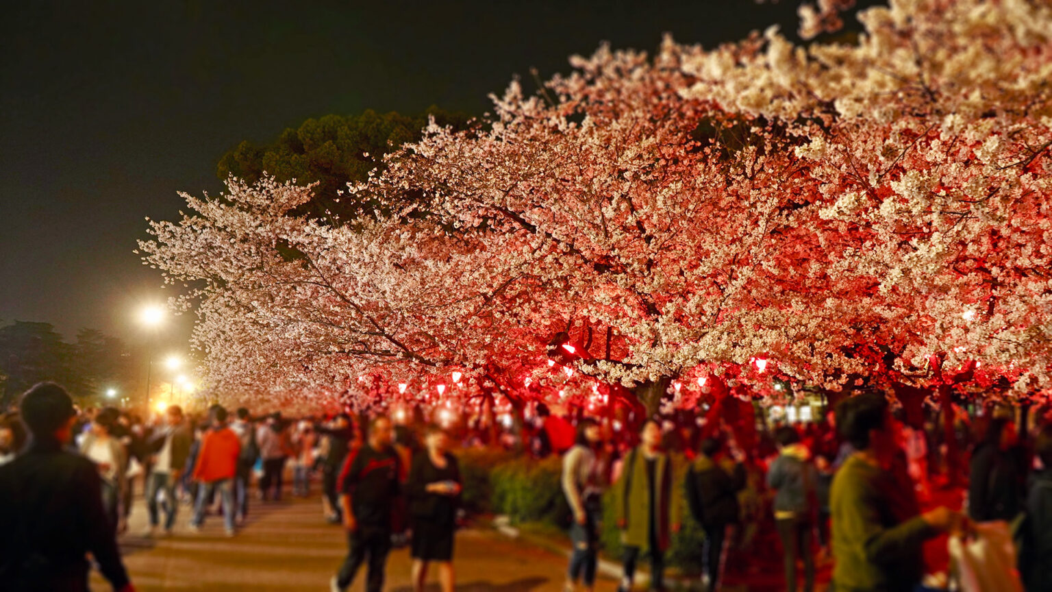 【2025年】愛知・名古屋の「桜祭り」33選！グルメもイベントも楽しもう | tabemaro（たべまろ）