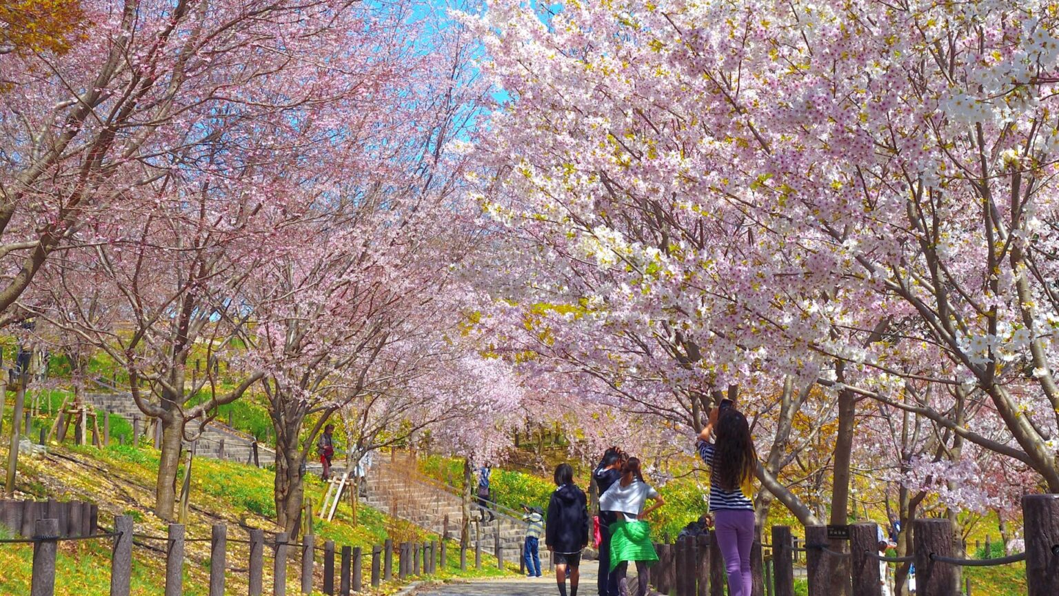 【2025年】愛知・名古屋の「桜祭り」33選！グルメもイベントも楽しもう | tabemaro（たべまろ）