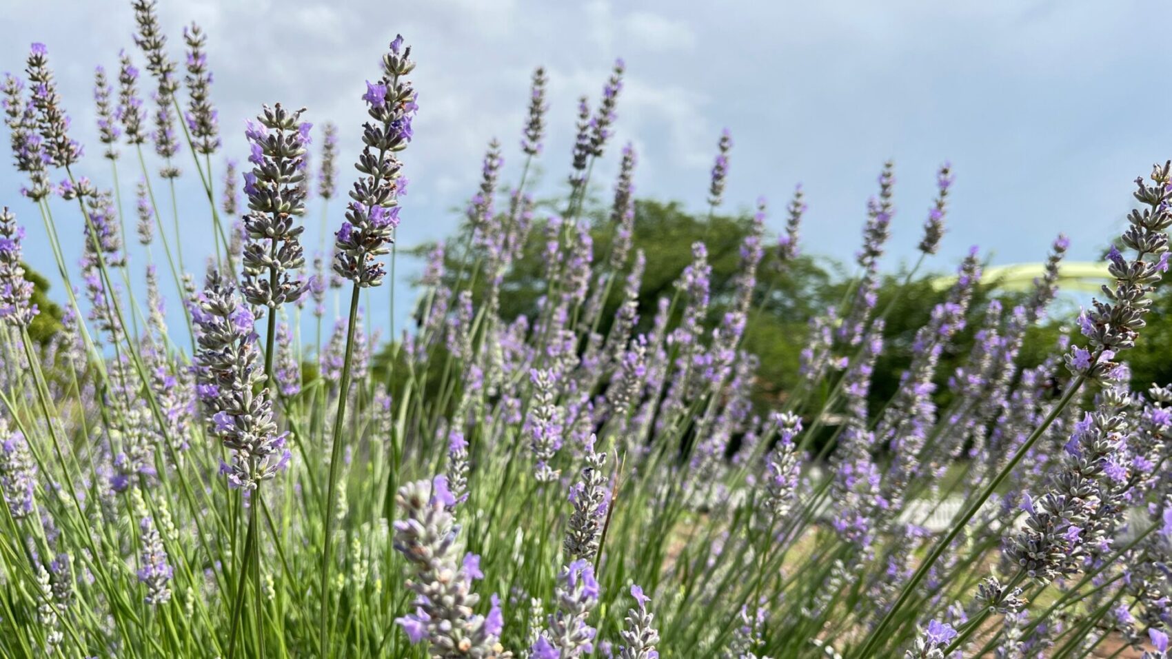 名古屋市の公園おすすめ14選！家族のおでかけにぴったりなスポットを厳選 | tabemaro（たべまろ）