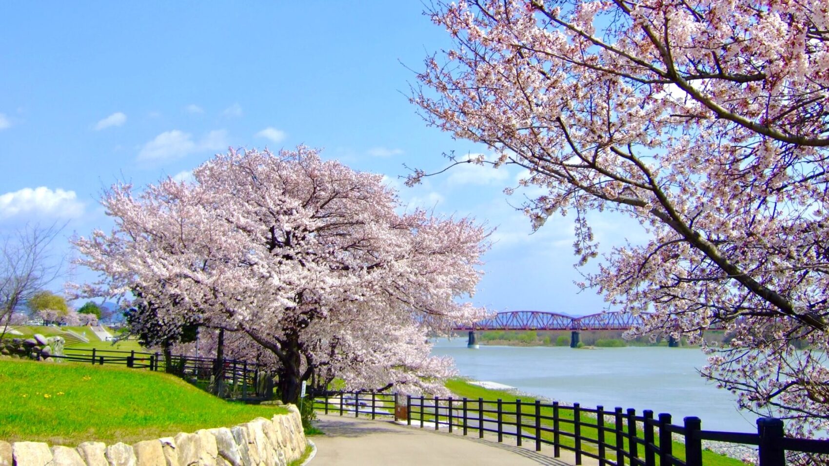 【愛知県】桜の名所・お花見スポット45選！2024年最新情報と開花予想もお知らせ | tabemaro（たべまろ）