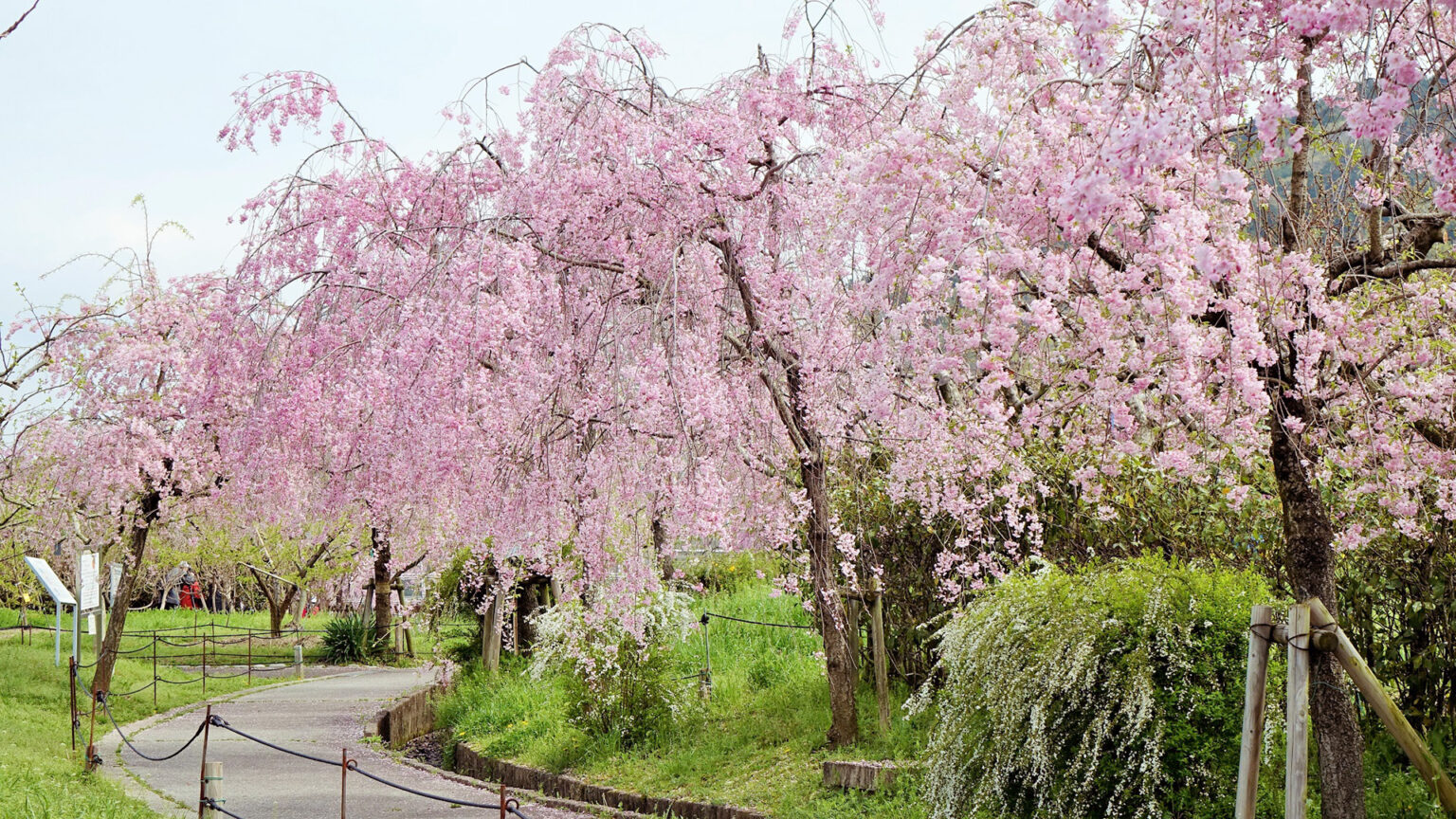【2025年】愛知・名古屋の「桜祭り」33選！グルメもイベントも楽しもう | tabemaro（たべまろ）