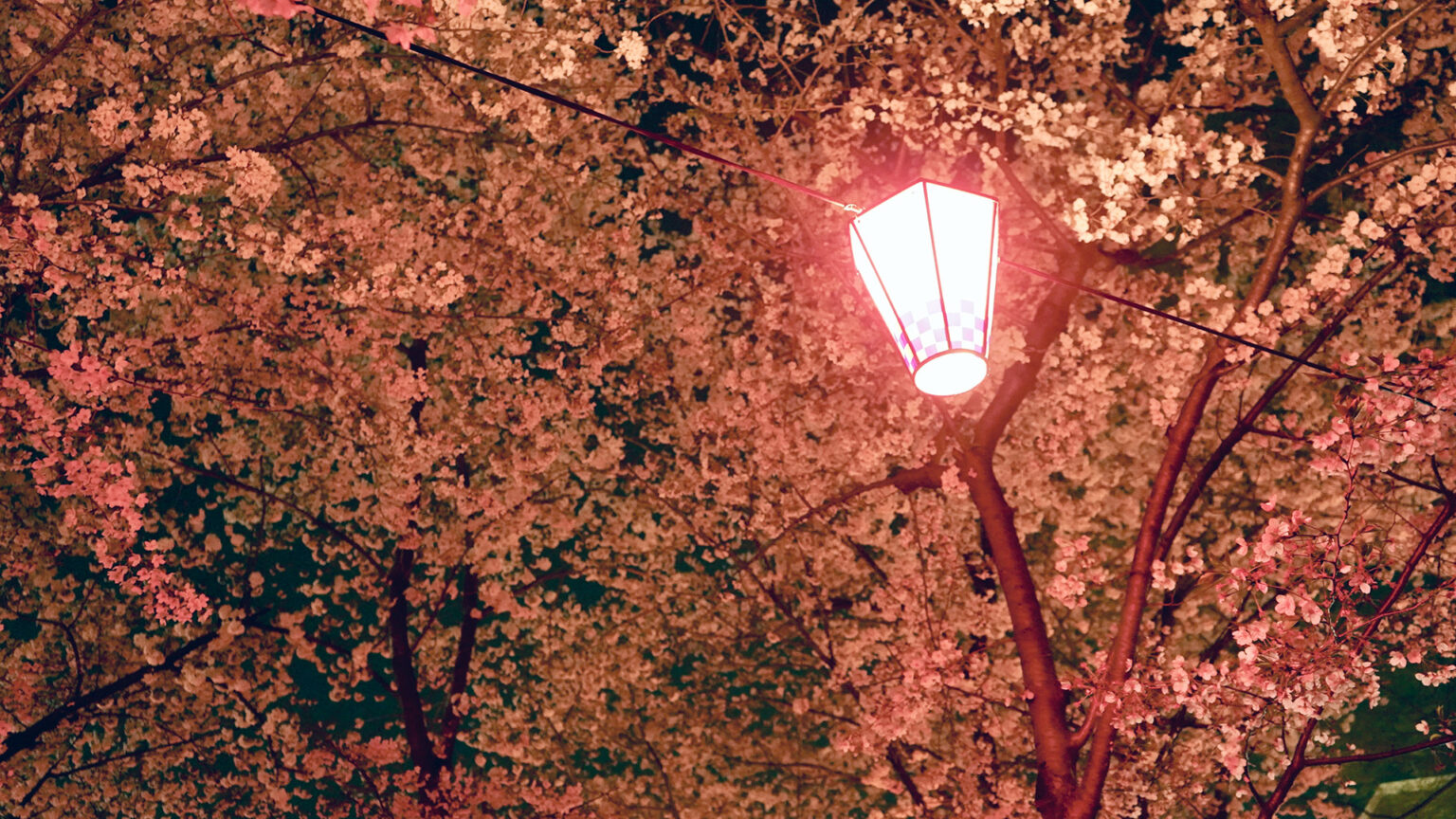 【2025年】愛知・名古屋の「桜祭り」33選！グルメもイベントも楽しもう | tabemaro（たべまろ）