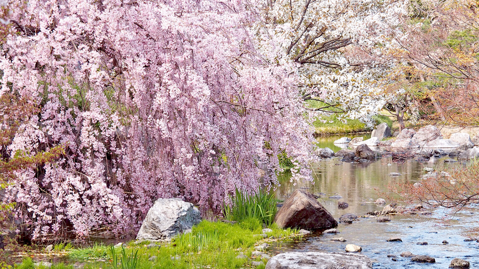 【2025年】愛知・名古屋の「桜祭り」33選！グルメもイベントも楽しもう | tabemaro（たべまろ）