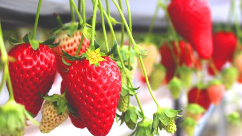 【2025最新】愛知のネモフィラ名所10選！見頃情報も必見 | tabemaro（たべまろ）