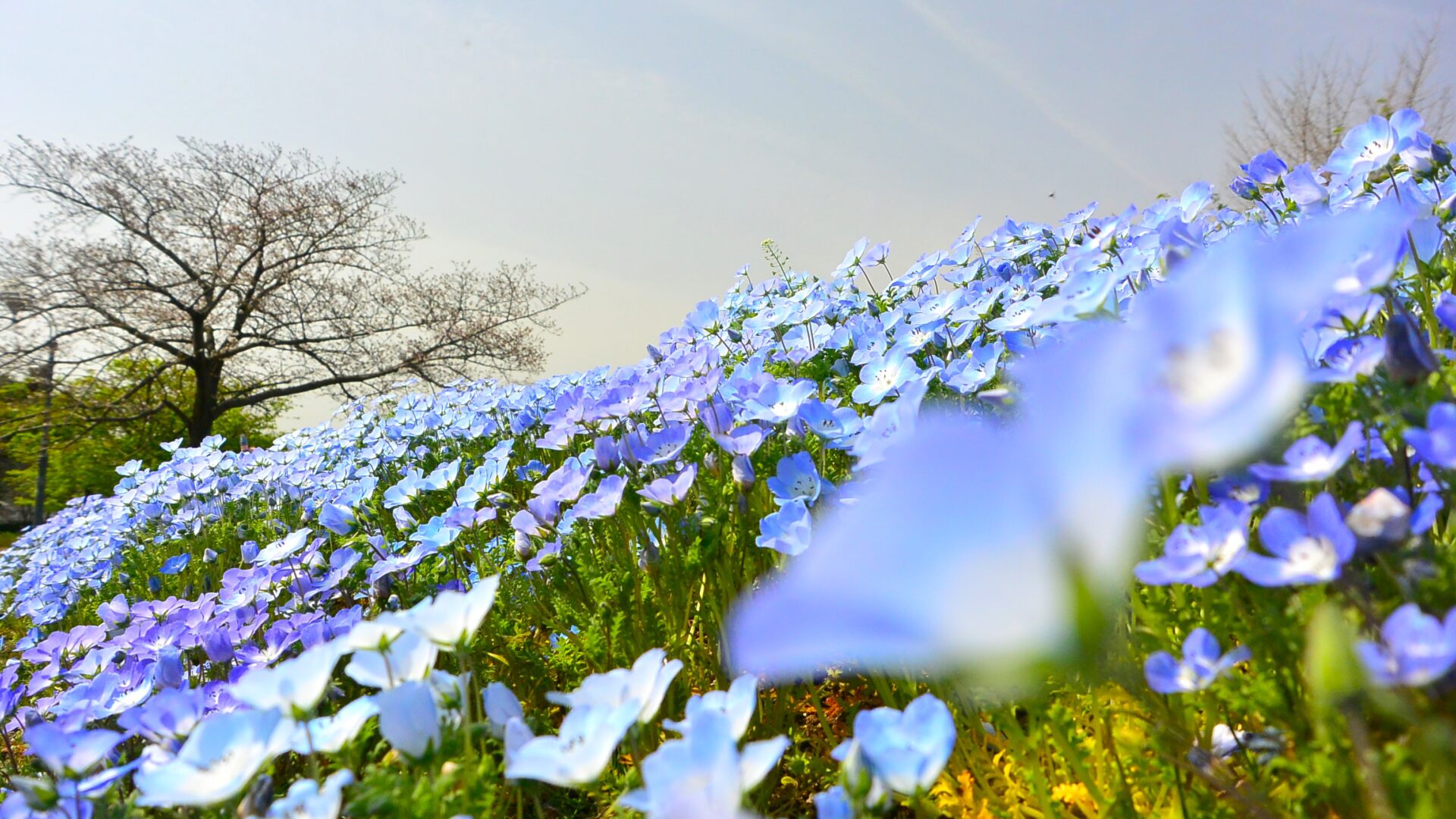 【春編】愛知・名古屋の花畑13選！菜の花や芝桜を楽しもう | tabemaro（たべまろ）