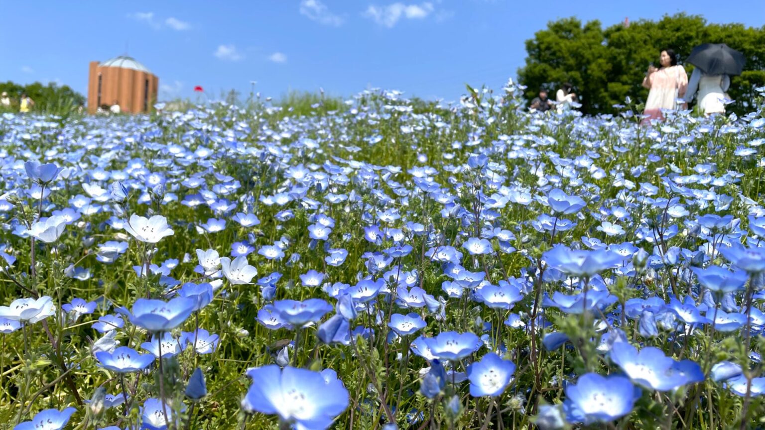 【春編】愛知・名古屋の花畑13選！菜の花や芝桜を楽しもう | tabemaro（たべまろ）