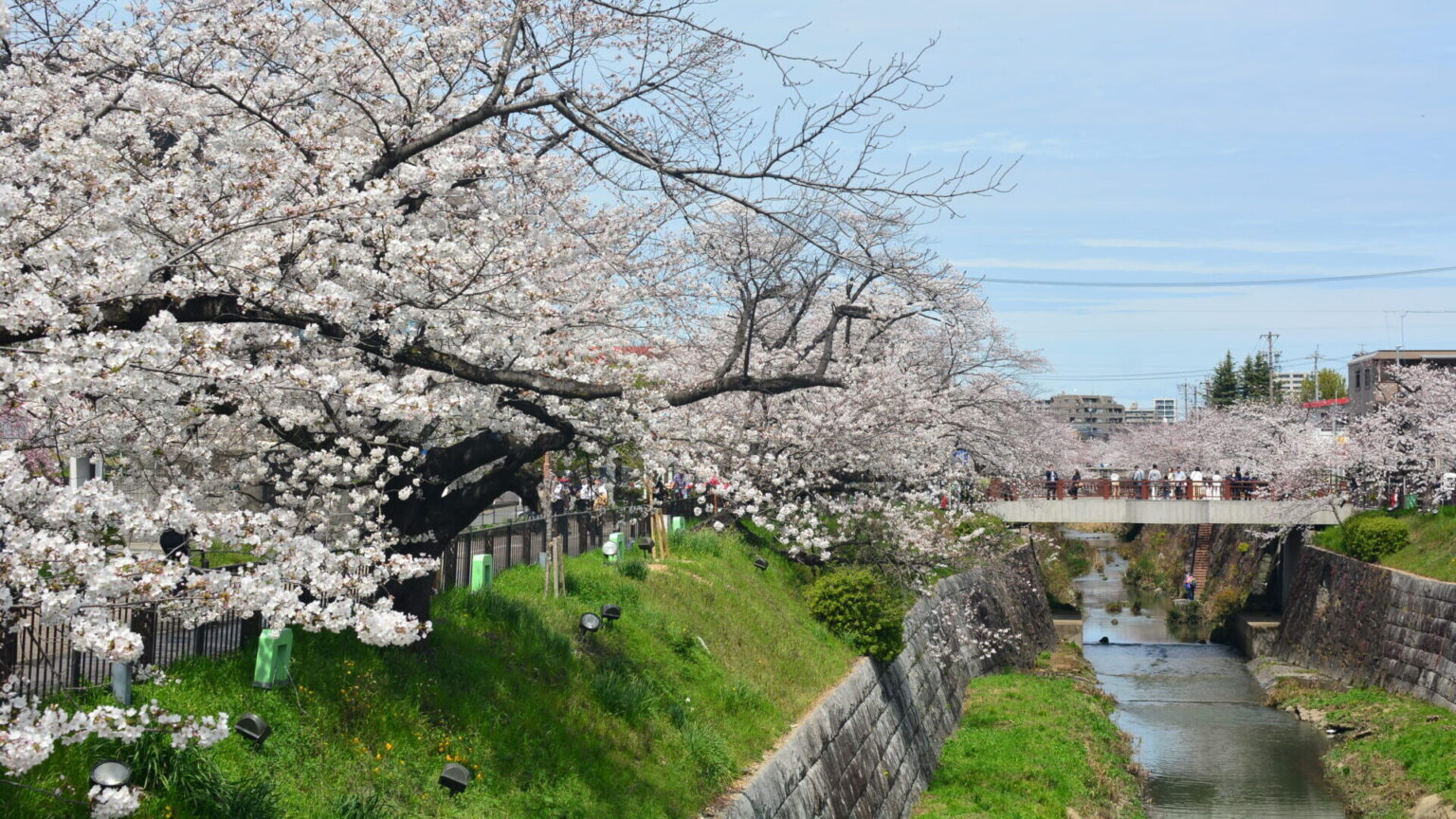 【2025年】名古屋のお花見特集13選！一度は見たい桜名所からゆったり見れる穴場まで | tabemaro（たべまろ）