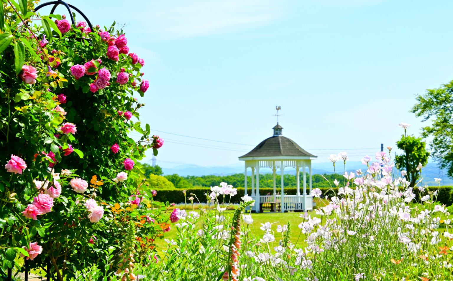 【2025年】愛知・名古屋のバラ園11選！初夏のバラまつりに出かけよう | tabemaro（たべまろ）
