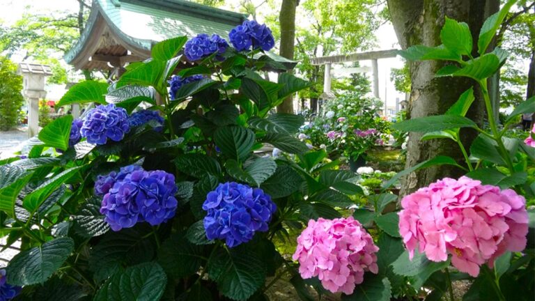 【2025年最新】愛知のあじさい絶景12選！見頃やあじさい祭り情報も必見 | tabemaro（たべまろ）