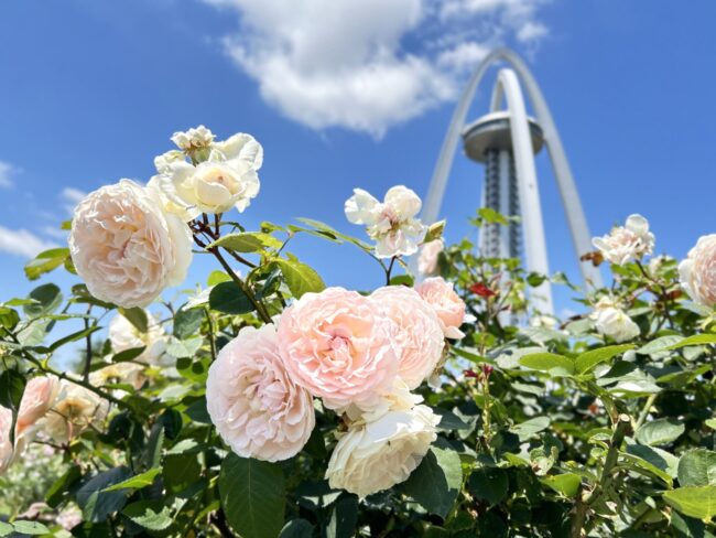 【2025年】愛知・名古屋のバラ園11選！初夏のバラまつりに出かけよう | tabemaro（たべまろ）