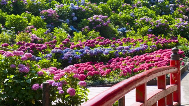 【2025年最新】愛知のあじさい絶景12選！見頃やあじさい祭り情報も必見 | tabemaro（たべまろ）