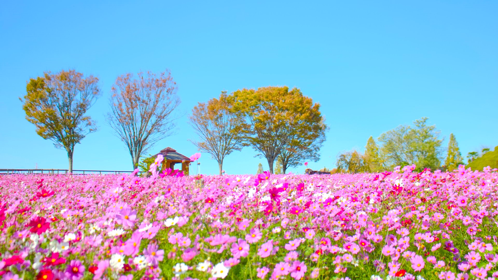 【愛知・名古屋】映えるコスモス畑11選！見頃情報とともに名所・穴場を厳選 | tabemaro（たべまろ）