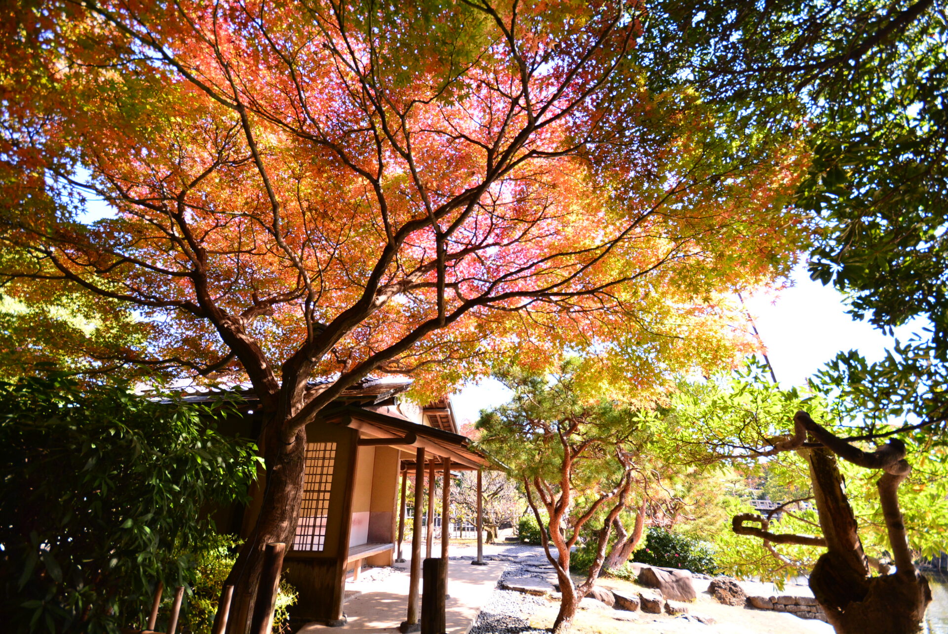 名古屋の厳選紅葉スポット9選！2025年の見頃・ライトアップ・もみじ祭り情報も | tabemaro（たべまろ）