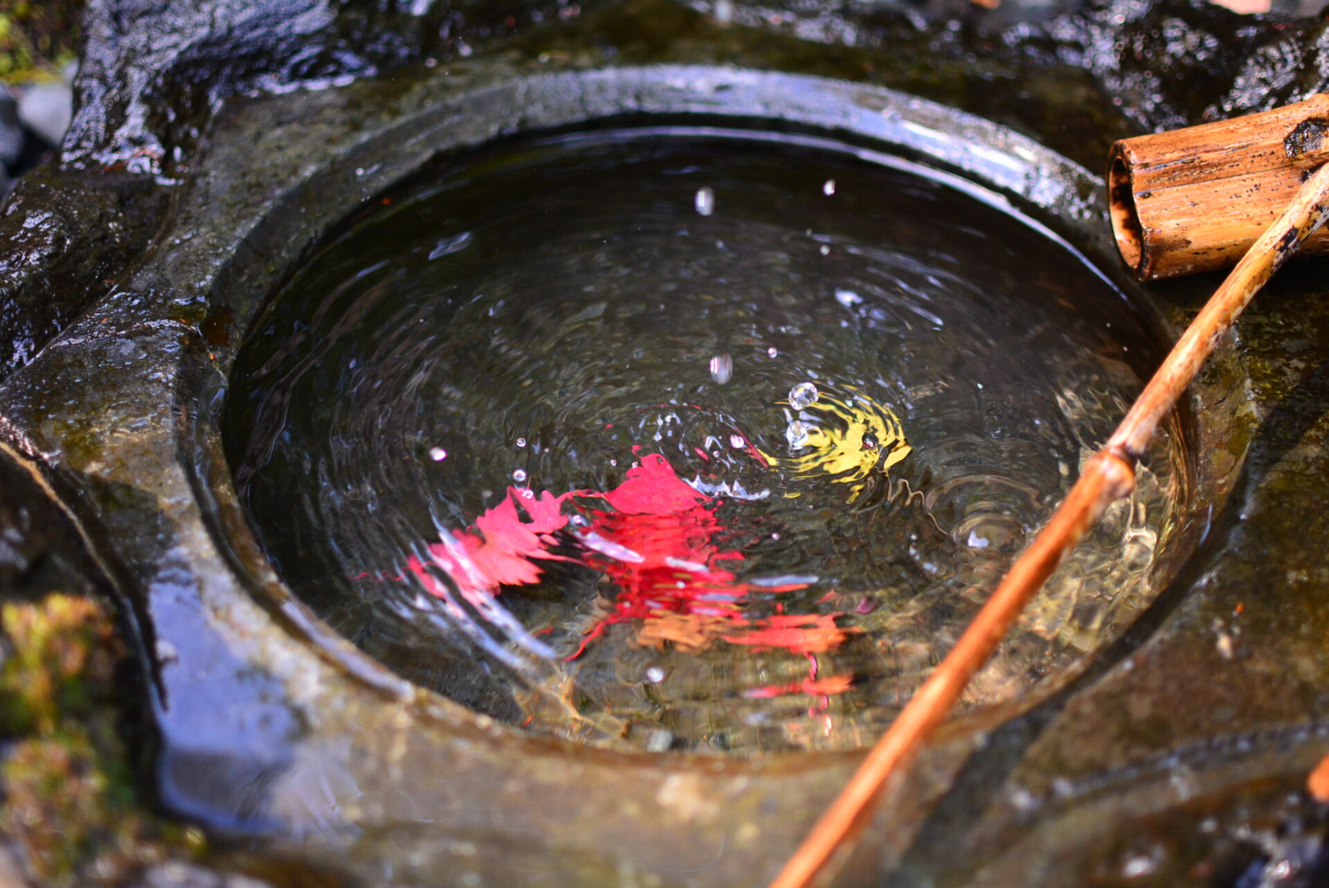 名古屋の厳選紅葉スポット9選！2025年の見頃・ライトアップ・もみじ祭り情報も | tabemaro（たべまろ）