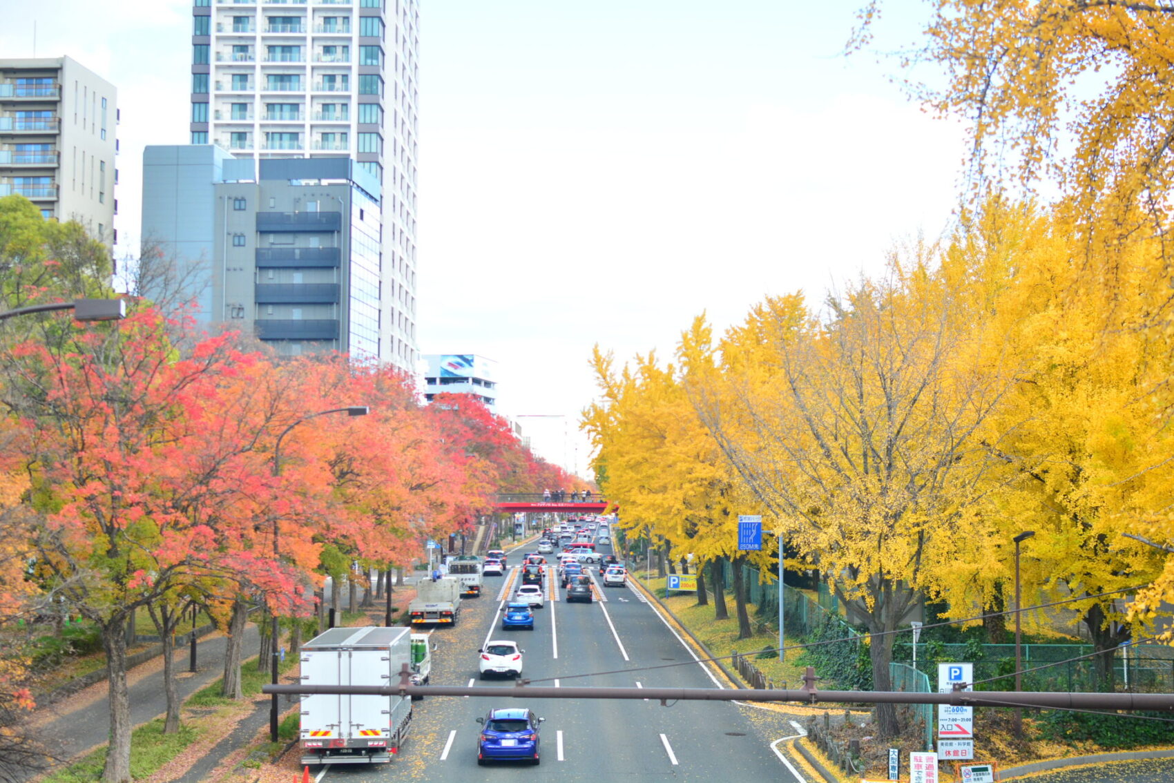 名古屋の厳選紅葉スポット9選！2024年の見頃・ライトアップ・もみじ祭り情報も | tabemaro（たべまろ）
