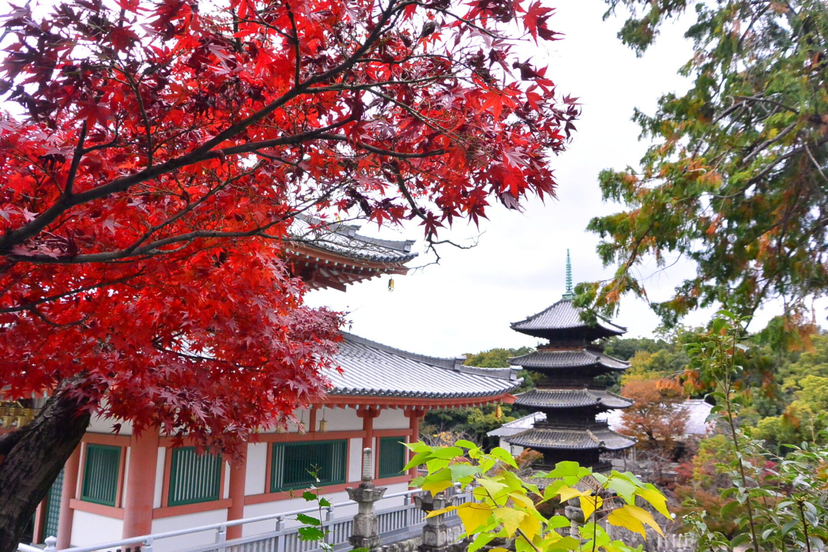 名古屋の厳選紅葉スポット9選！2025年の見頃・ライトアップ・もみじ祭り情報も | tabemaro（たべまろ）