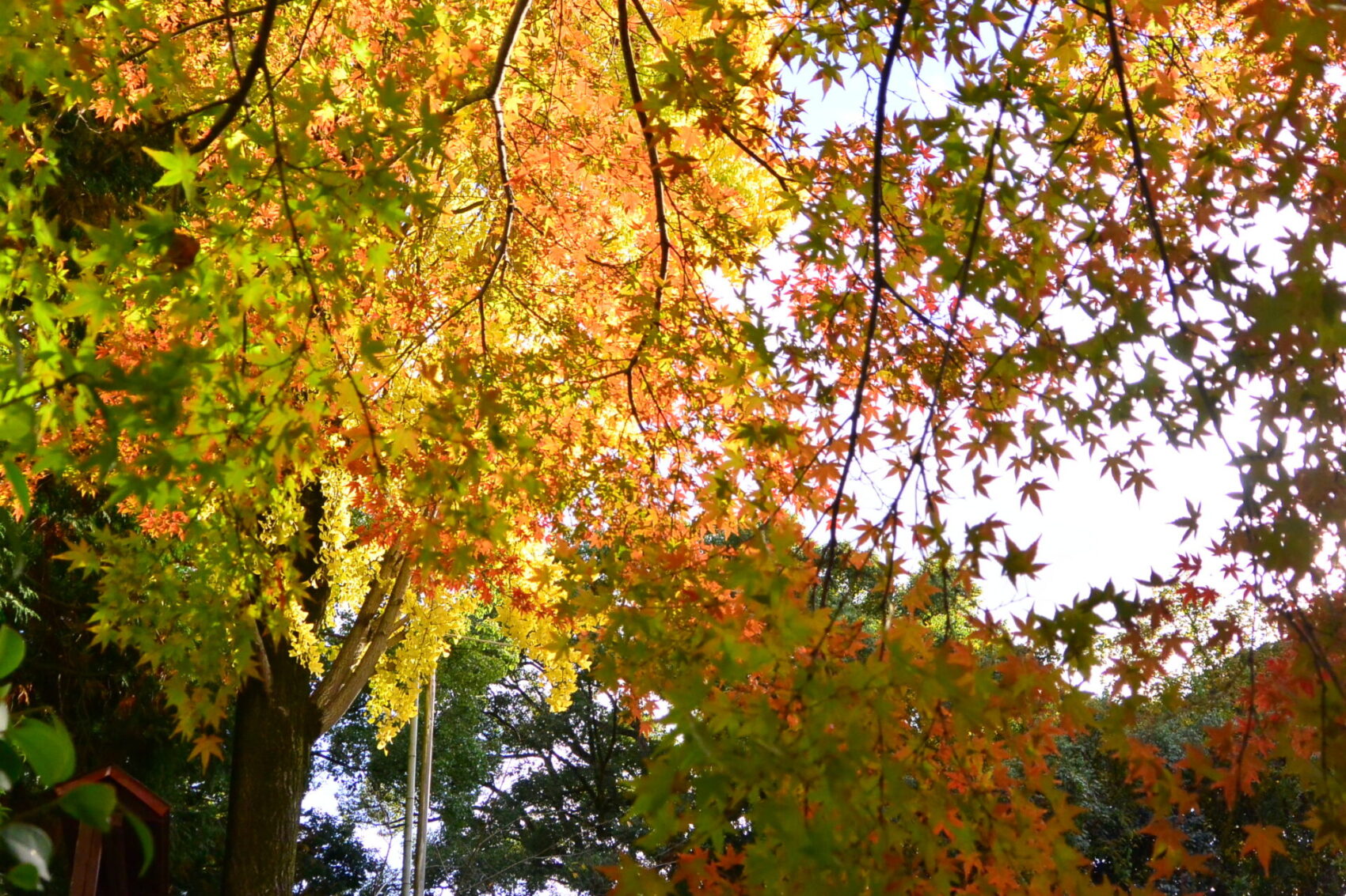 名古屋の厳選紅葉スポット9選！2025年の見頃・ライトアップ・もみじ祭り情報も | tabemaro（たべまろ）