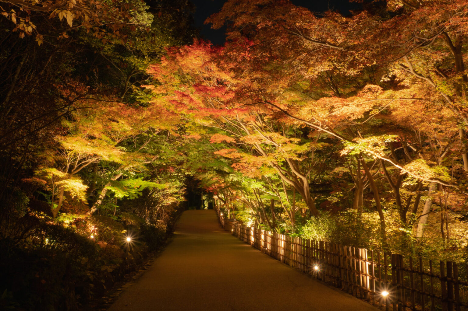 名古屋の厳選紅葉スポット9選！2025年の見頃・ライトアップ・もみじ祭り情報も | tabemaro（たべまろ）