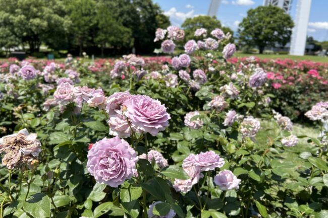 【2025年】愛知・名古屋のバラ園11選！初夏のバラまつりに出かけよう | tabemaro（たべまろ）